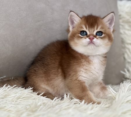 Продается котенок!
