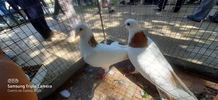 Kaftar sotiladi 1 jup