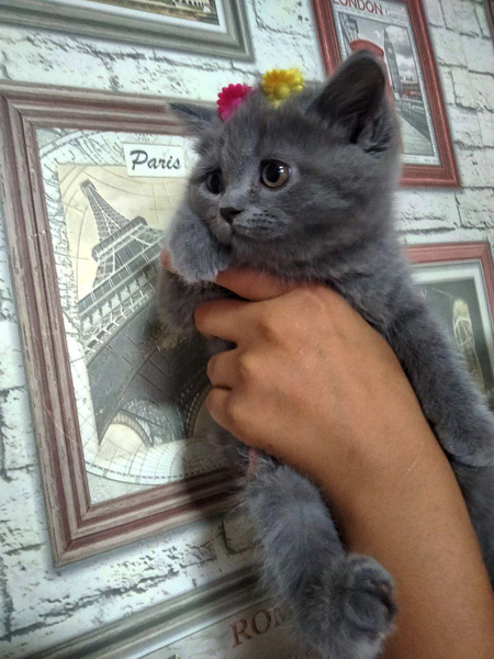 Продаётся котёнок