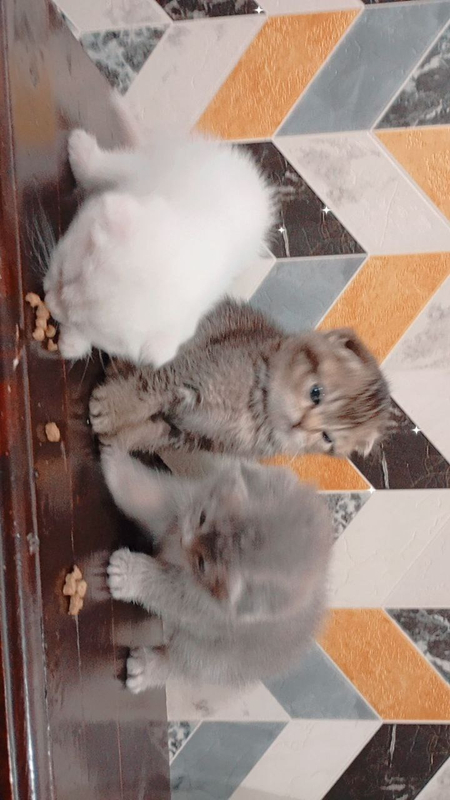 Кошка  Mushuklar