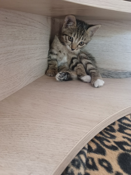Бенгальский котенок метиска
