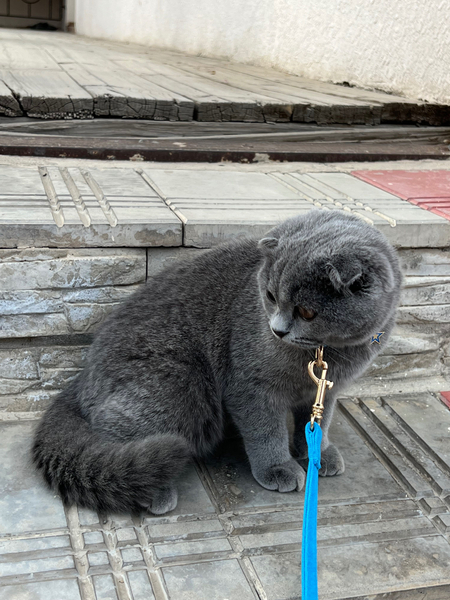 Вязка кот скотиш фольд