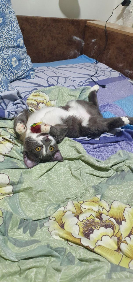 Отдам милого котёнка Джерри в добрые и любящие руки