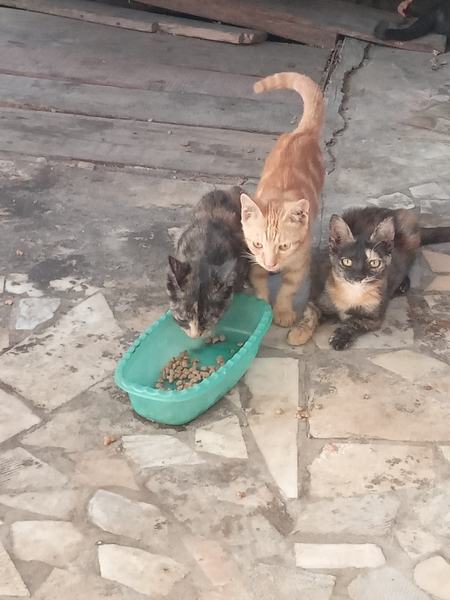 Пристраиваю котиков