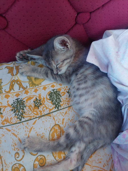 Пристраивается кошечка 2 месяца