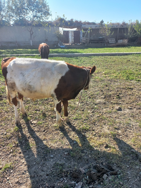 Buqacha bn gunajin sotiladi