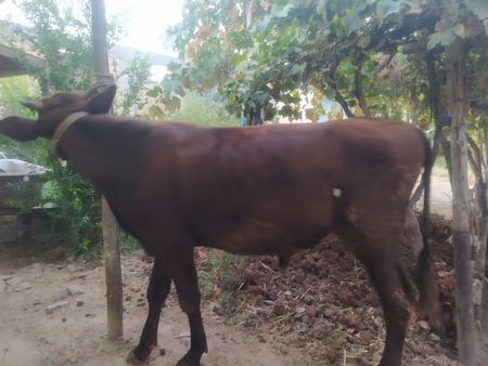 Boqishga tayyor buqa sotiladi