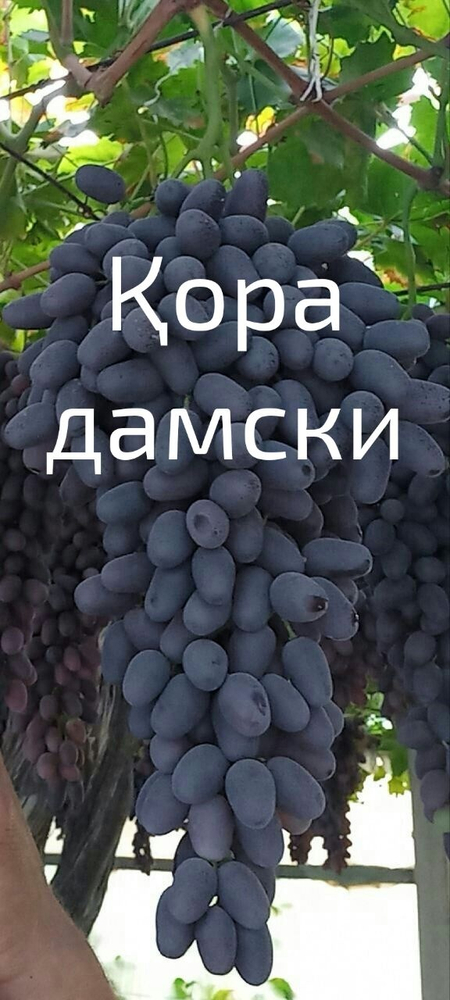 Xar xil Uzum ko'chatlaridan bor