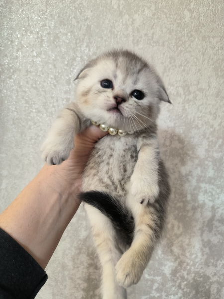 Котята от правильной вязки