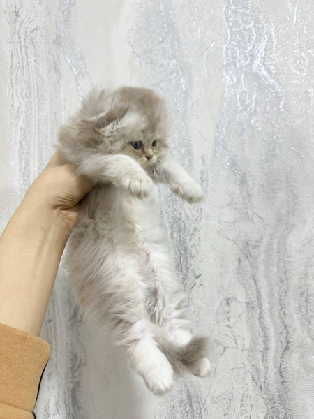 Продаётся котята