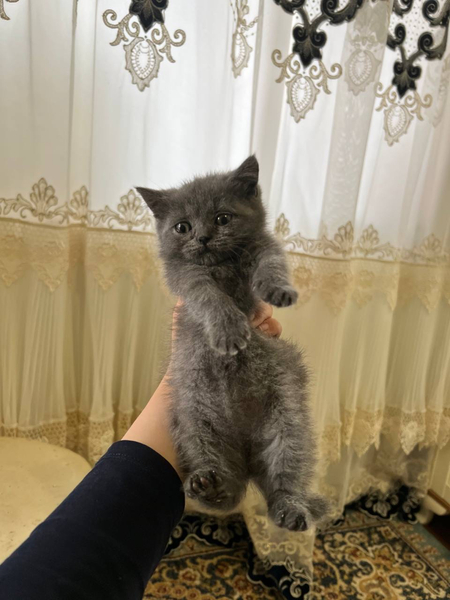 Британский котёнок
