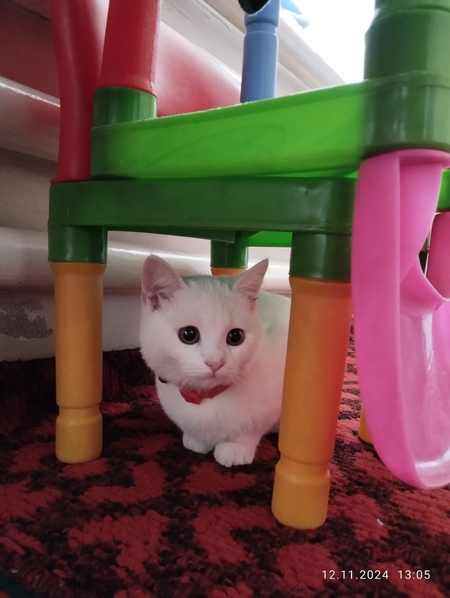 Котёнок белый сладкий