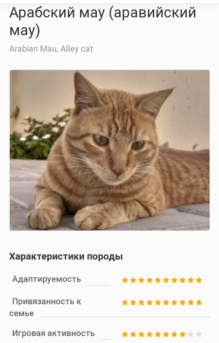 Кот 1 год в надёжные руки