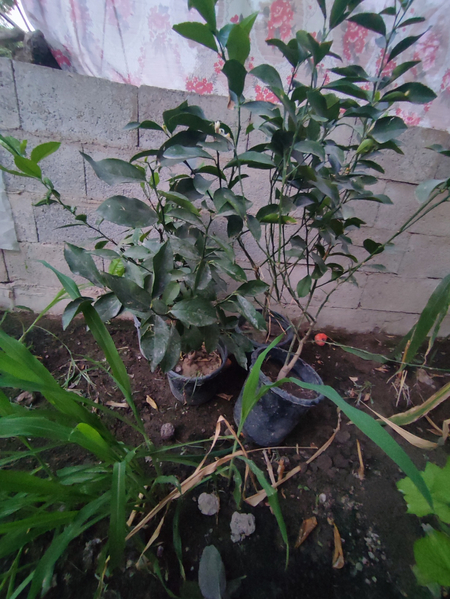 Limon koʻchati 5 yillik