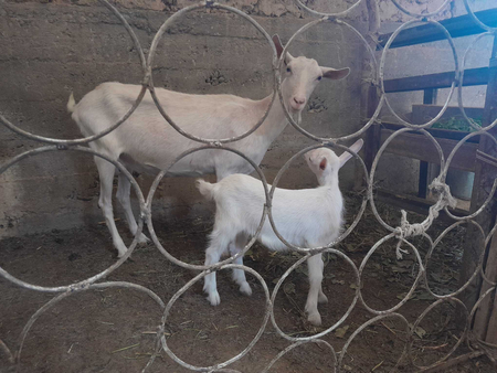 Zanin zotli echki