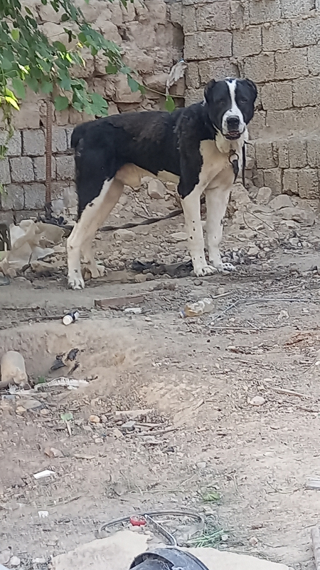 ALABAY TOZASI SOTLADI Kuchu hali bolla  ..