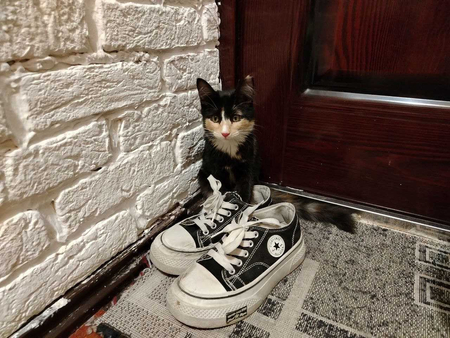 Котенок Девочка отдаётся в добрые руки!