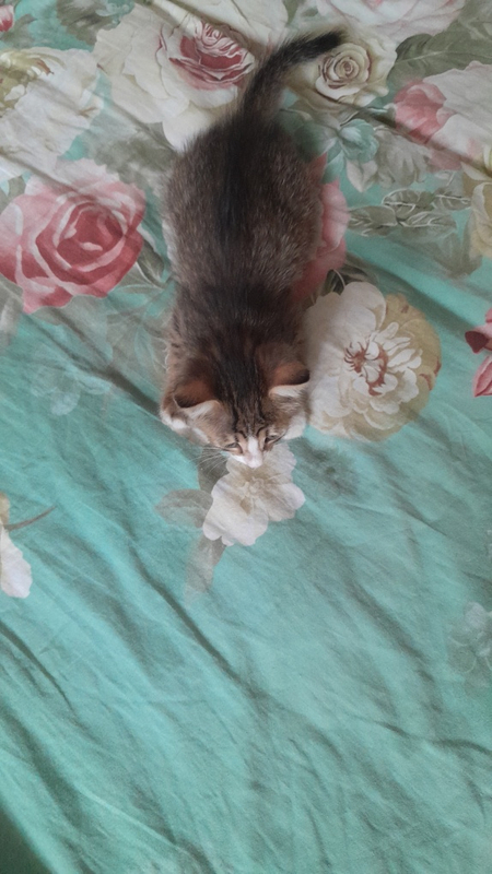 Котенок девочка 2 месяца