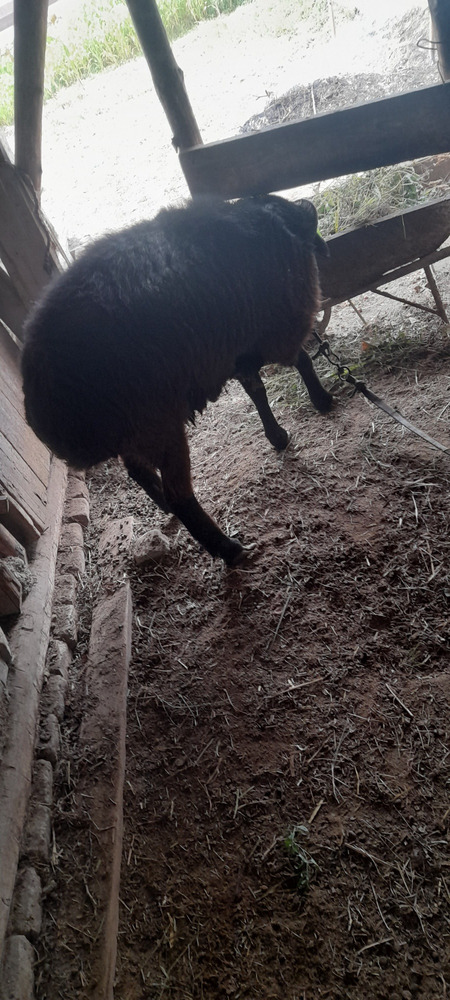 Qòchqor zotdor sotiladi