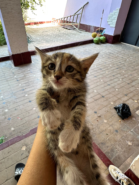 Отдам котят бесплатно