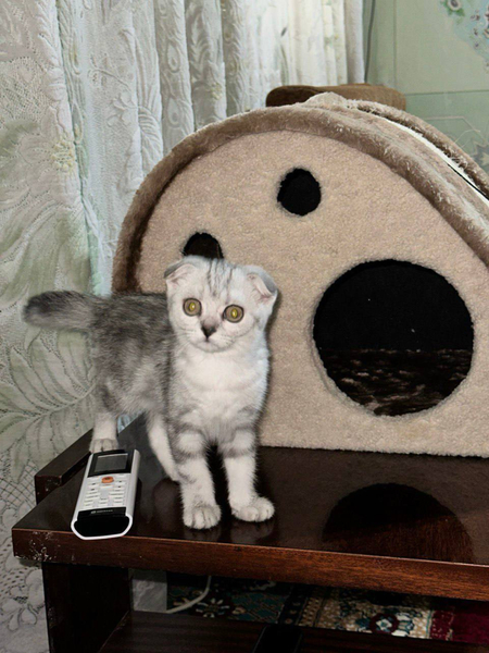 Продается котята