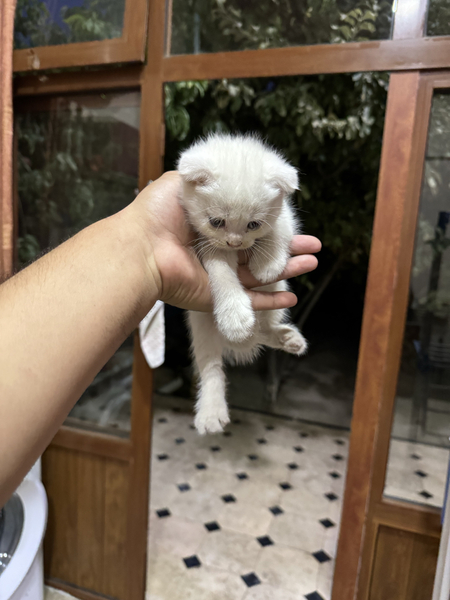 Britaniskiy scottish fold sotiladi