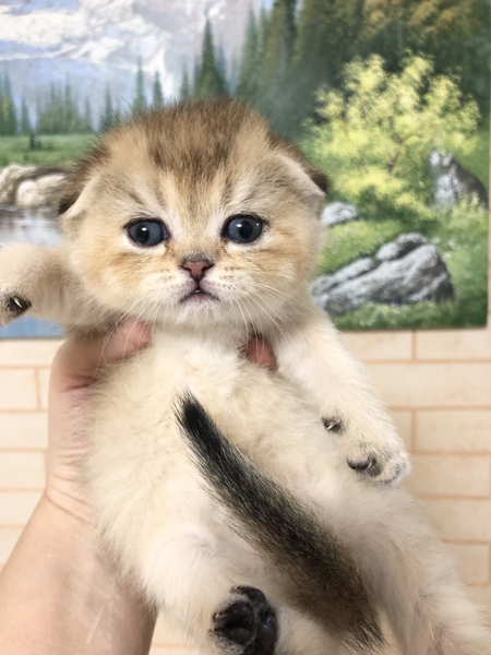Скоттиш фолд! Девочка!