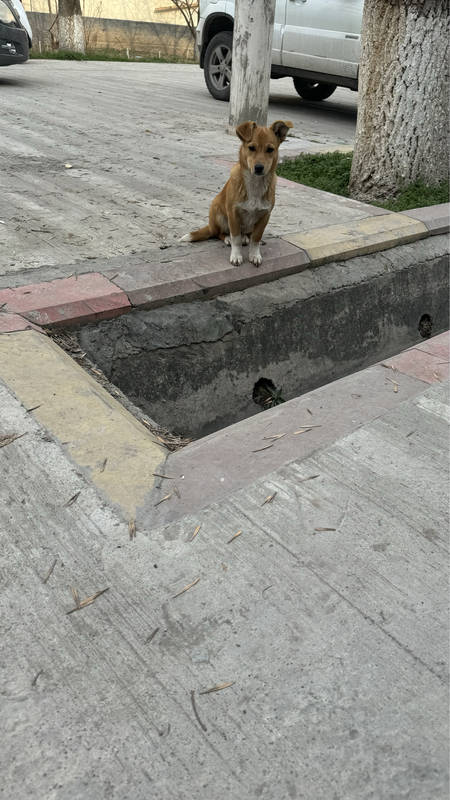 Девочка, 8 месяцев