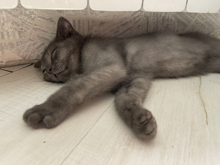 Продается котёнок скотиш страйт