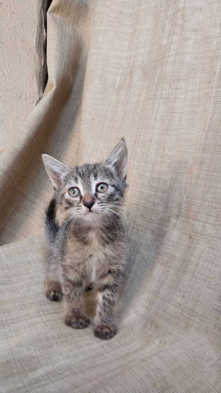 Котята, девочки, по 2 месяца