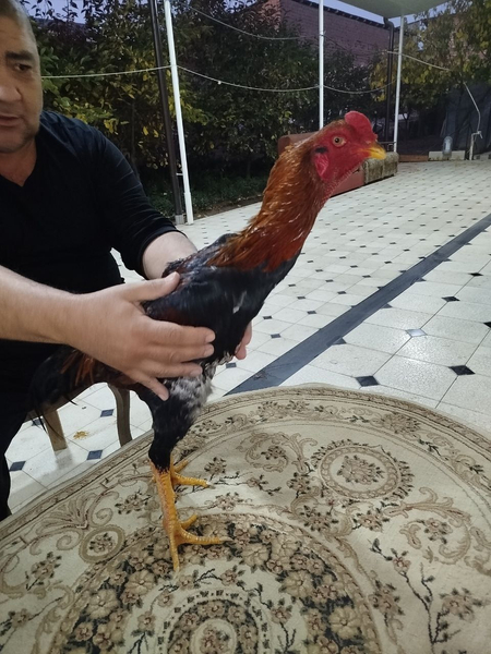 Dakan xorozlar turk va kareya