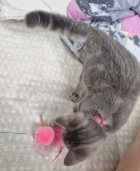 Зотор мушук скотиш страйт