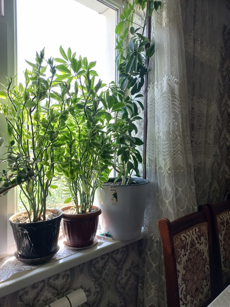 Sheflera guli sotiladi 2ta shoxi bor