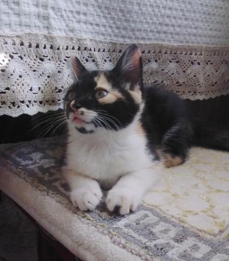 Котенок. Девочка. 2 месяца.