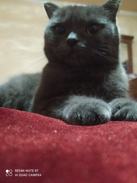 Koshka scotish fold