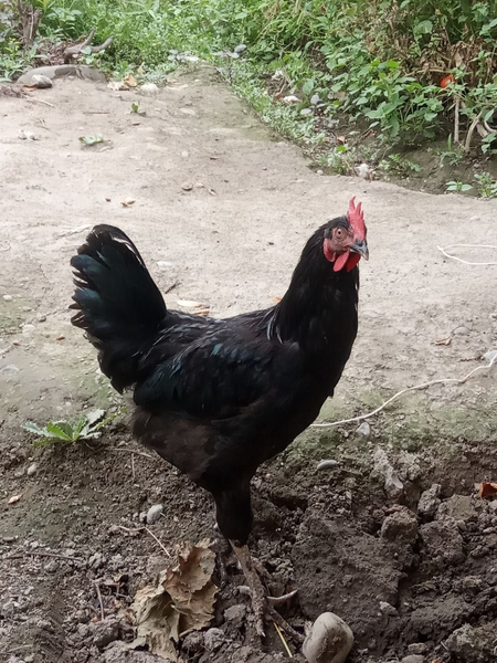 Qora xorozla sotiladi