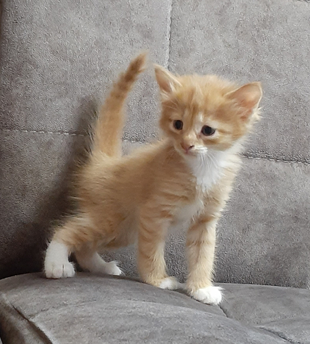 ПРОДАЮТСЯ котятки / 1,5 месяца