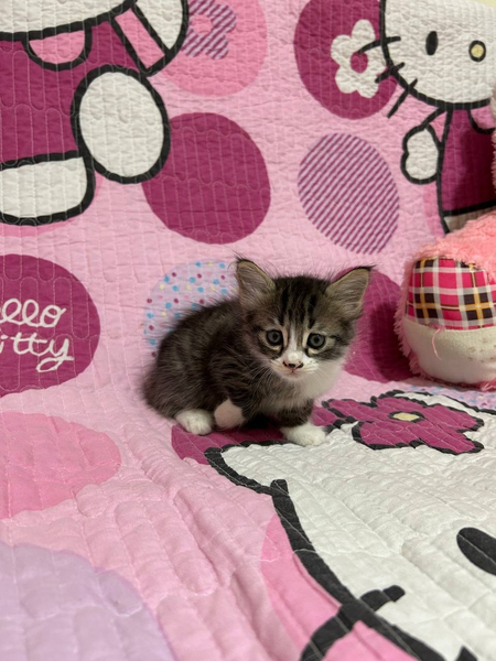 Продается котенок