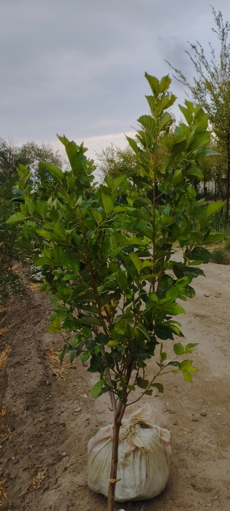 Sada Qayragʻoch koʻchatlari sotiladi