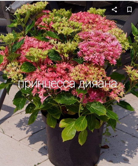 Гортензия крупно листовой
