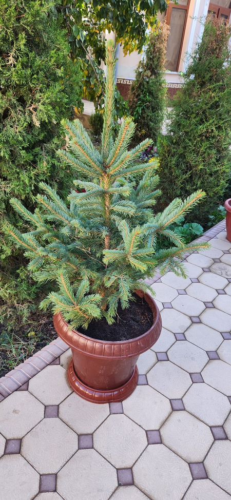Продаётся голубую ель