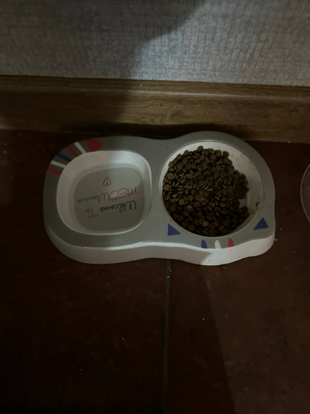 Котёнок. Срочно.