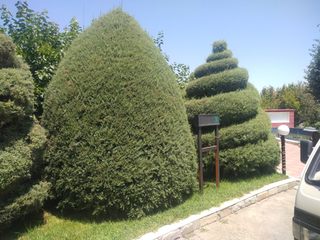 Archalarni kesamiz, har xil shakl beramiz