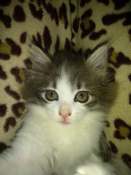 Продается котенок домашний.