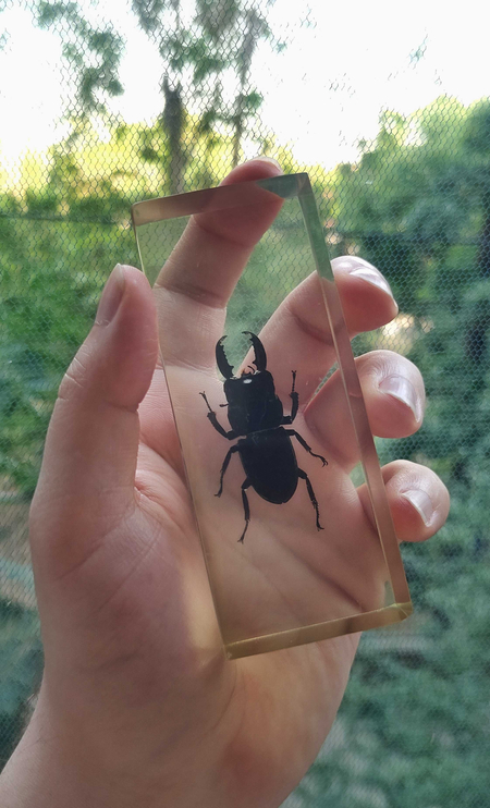 Жук-Олень. Dorcus Titanus. Коллекционное Натуральное Насекомое