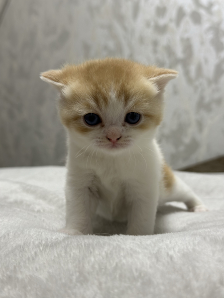 Породистые котята, порода Шиншилла