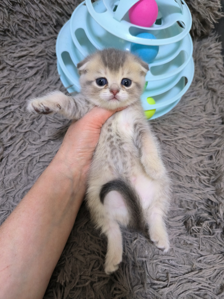Котята от правильной вязки