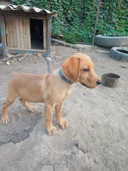 Toza zotli Labrador erkak 2oydan oʻtti juda oʻyinqaroq