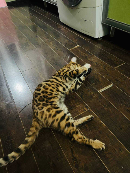 Потерялся бенгалиский кот
