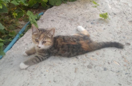Отдам котят в хорошие руки